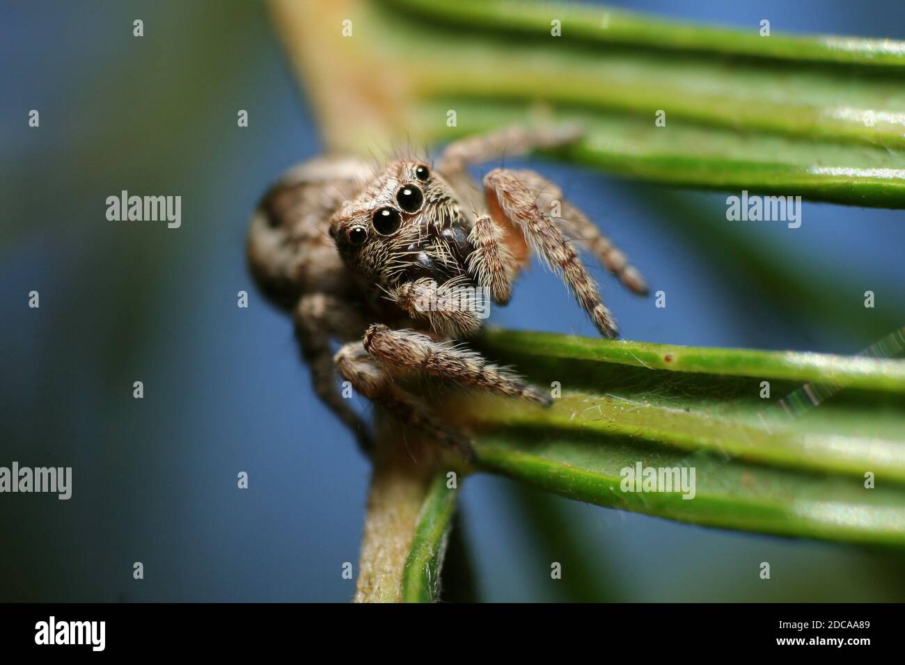 Salticidae sp -Fotos und -Bildmaterial in hoher Auflösung – Alamy