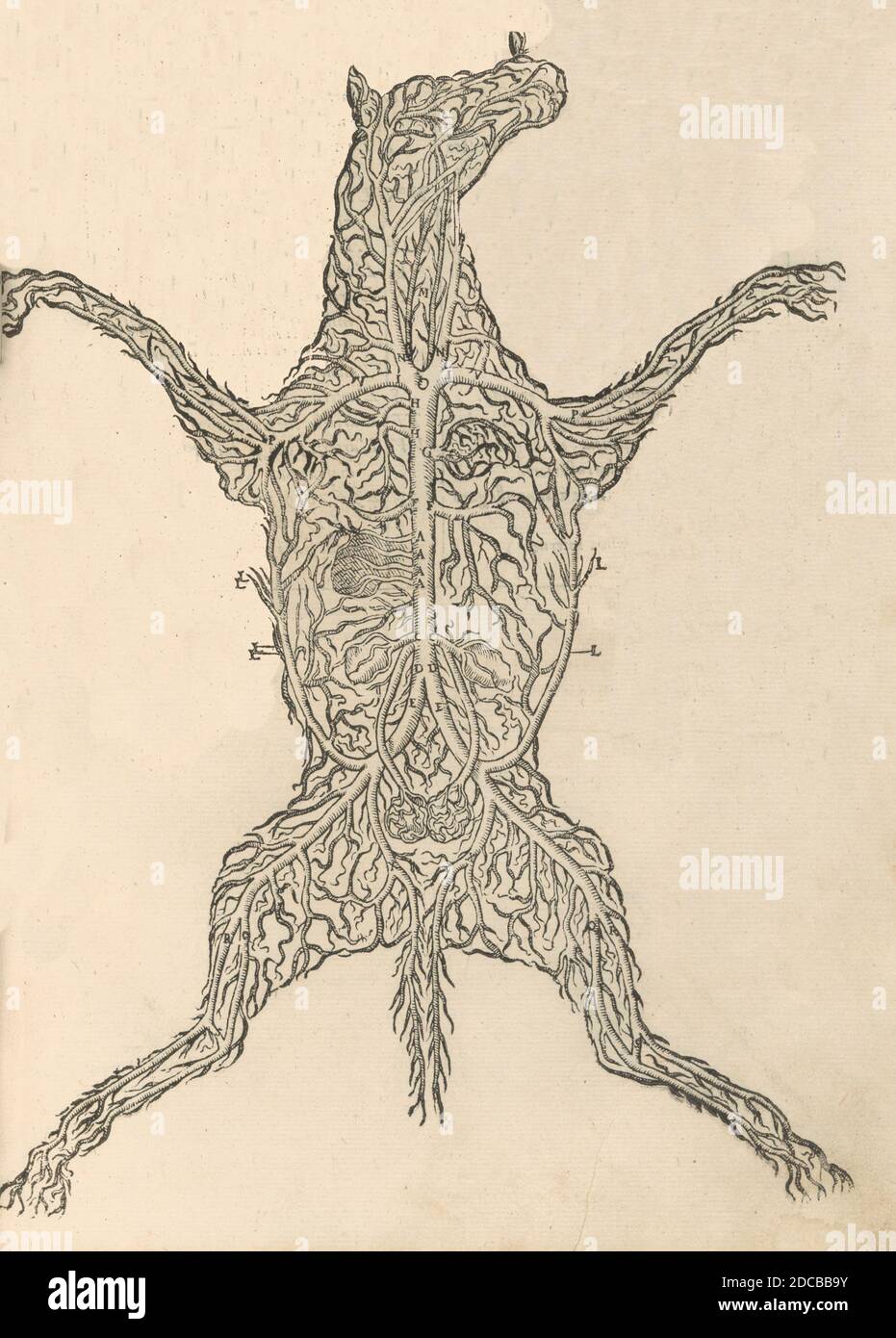 Cavallo vene arterie anatomia -Fotos und -Bildmaterial in hoher ...