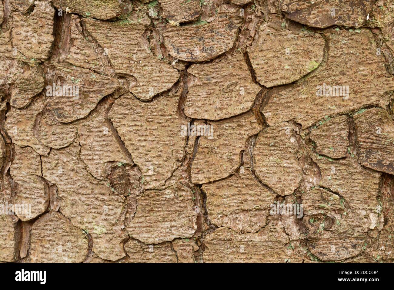 Orientalische fichte picea orientalis -Fotos und -Bildmaterial in hoher ...