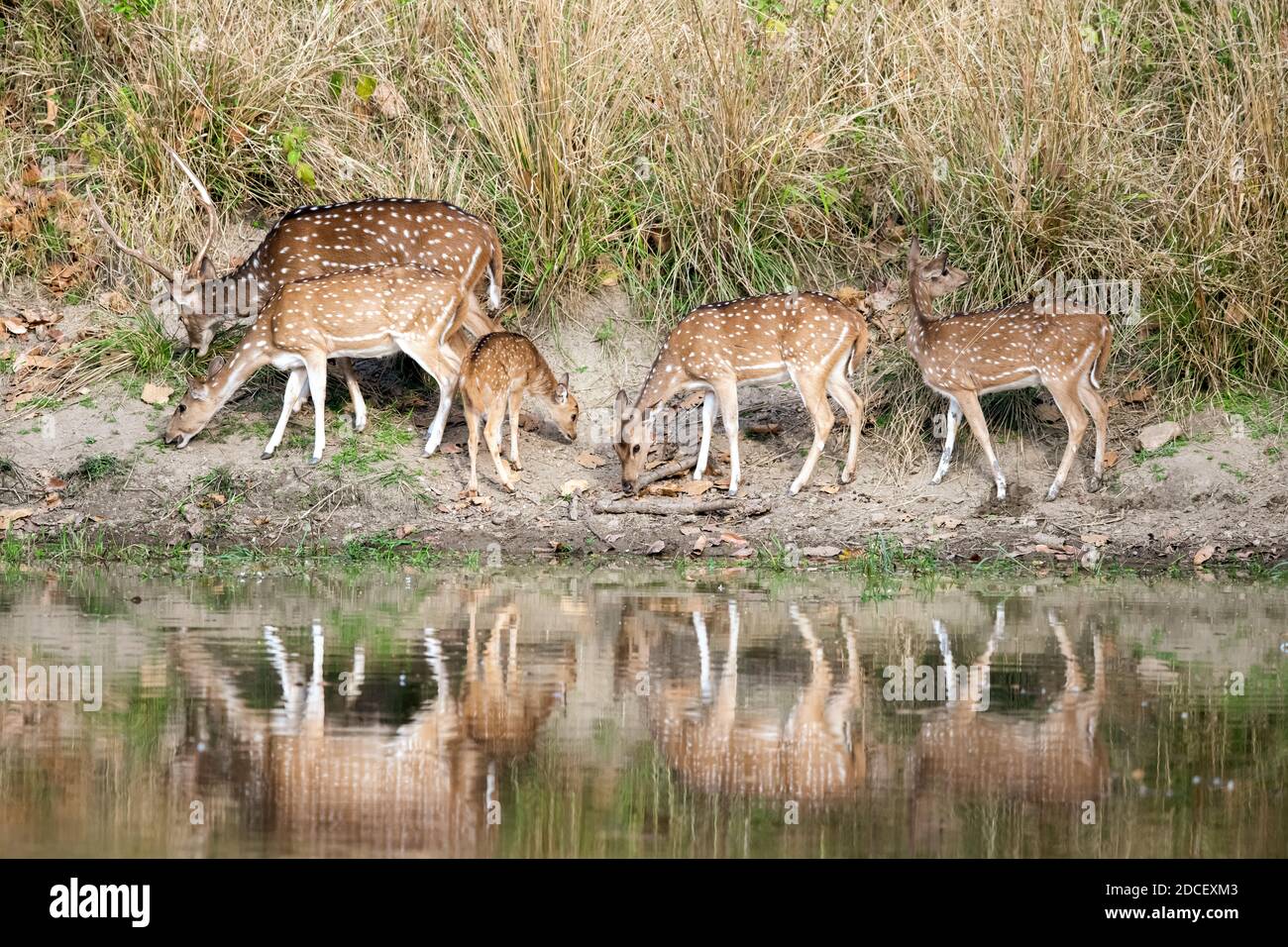 Baby Chital Stockfotos und -bilder Kaufen - Alamy