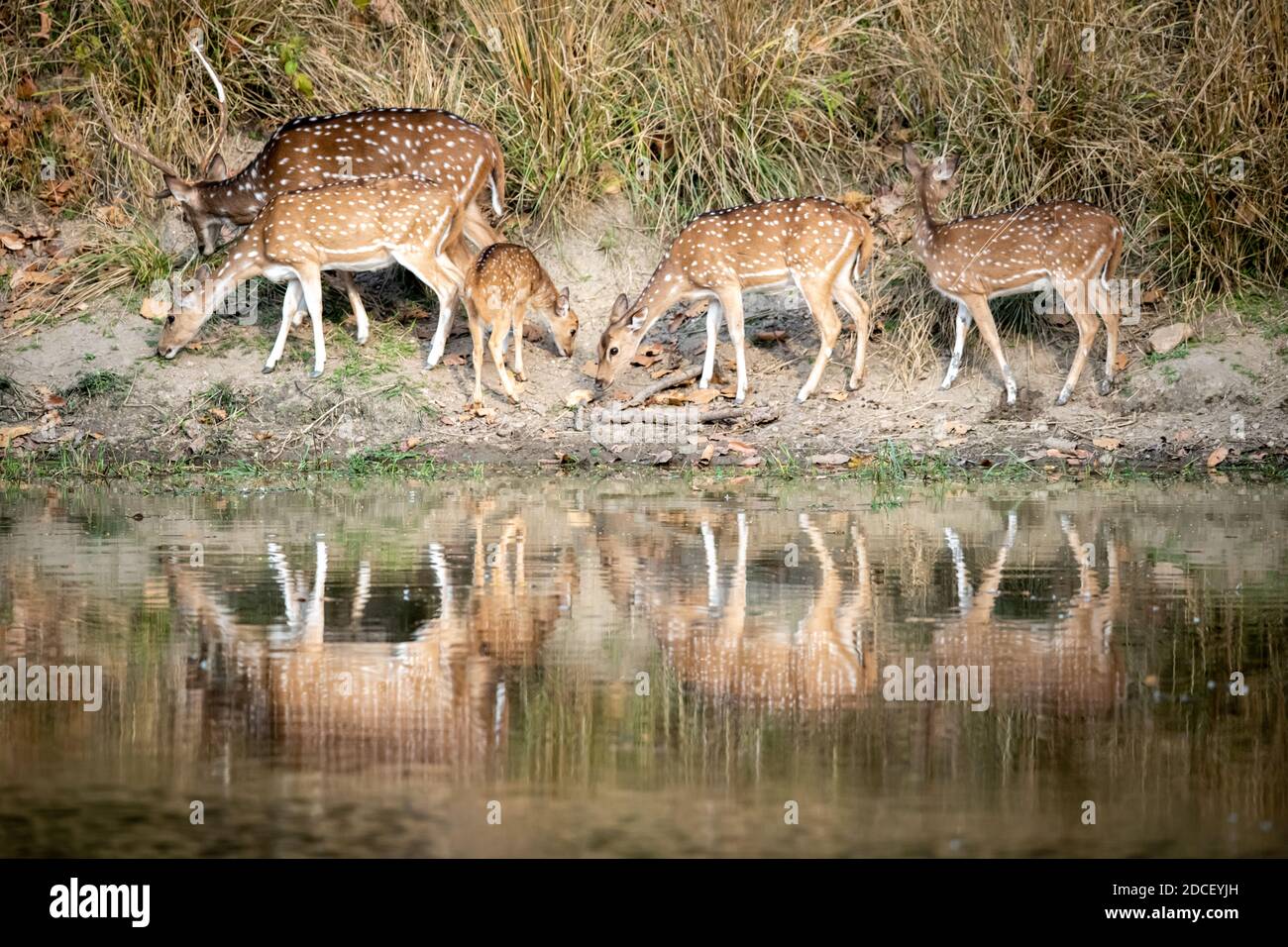 Baby chital -Fotos und -Bildmaterial in hoher Auflösung – Alamy