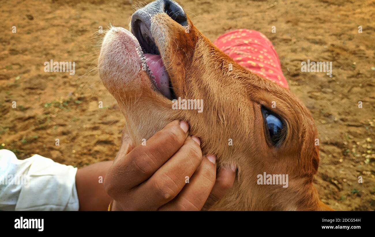 Kuh kind -Fotos und -Bildmaterial in hoher Auflösung – Alamy