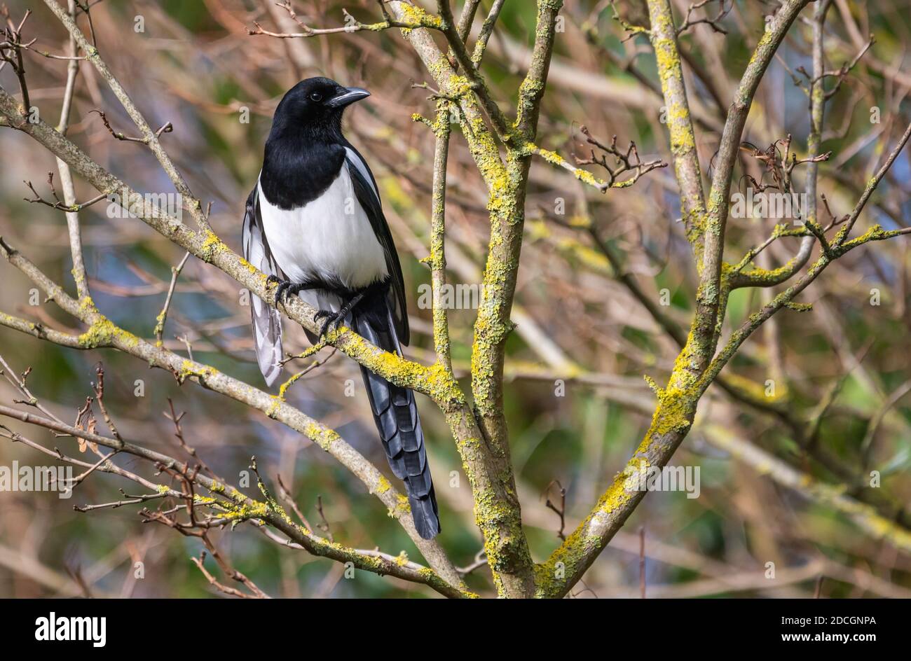 Magpies uk -Fotos und -Bildmaterial in hoher Auflösung – Alamy