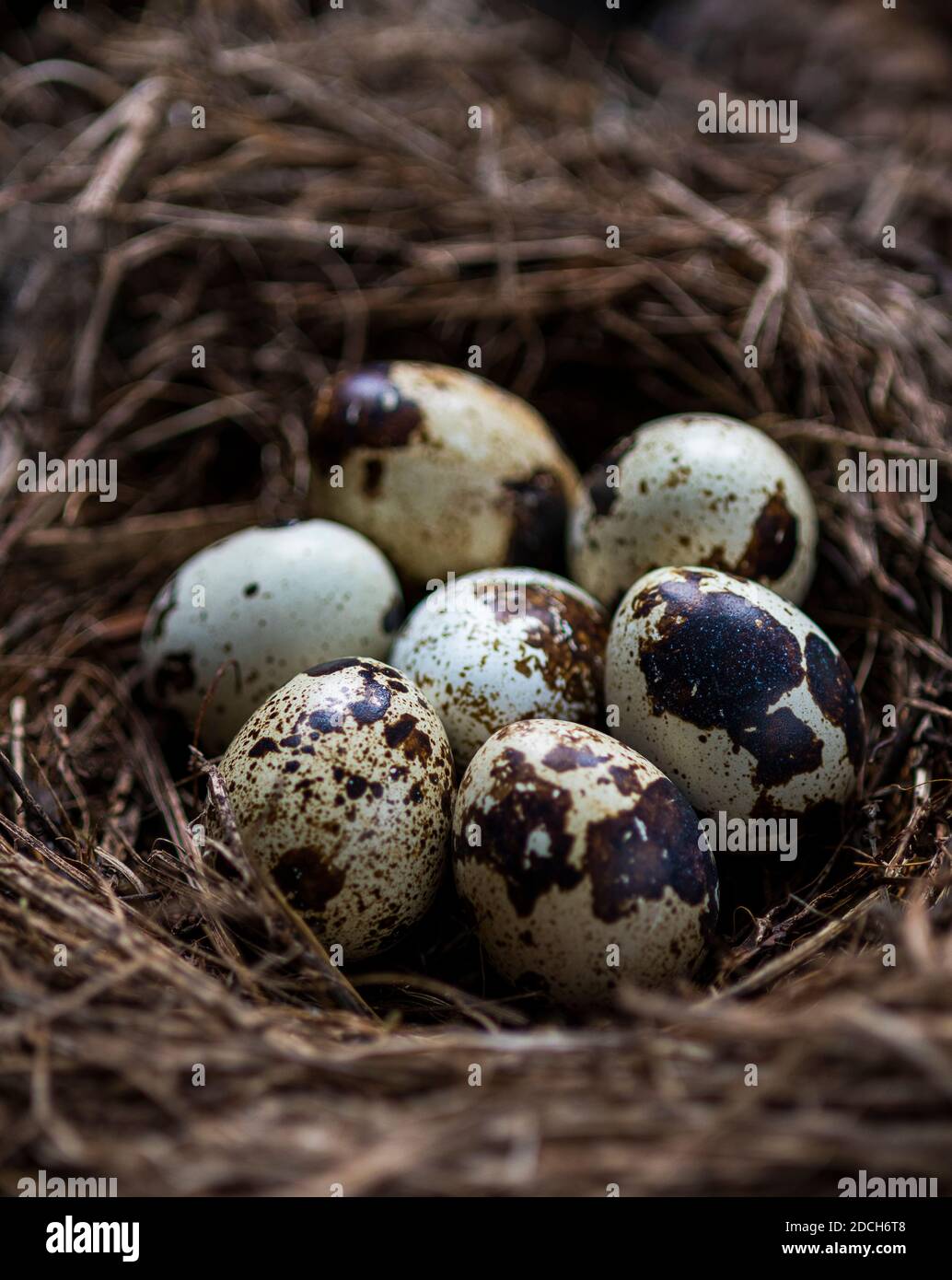 Eier im Nest, gesprenkelte Wachteleier, rohe Wachteleier, Wachtel hier ...