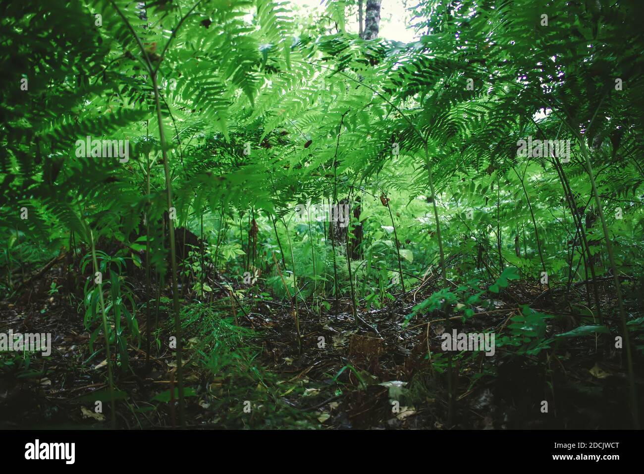 Farn in einem wald -Fotos und -Bildmaterial in hoher Auflösung – Alamy