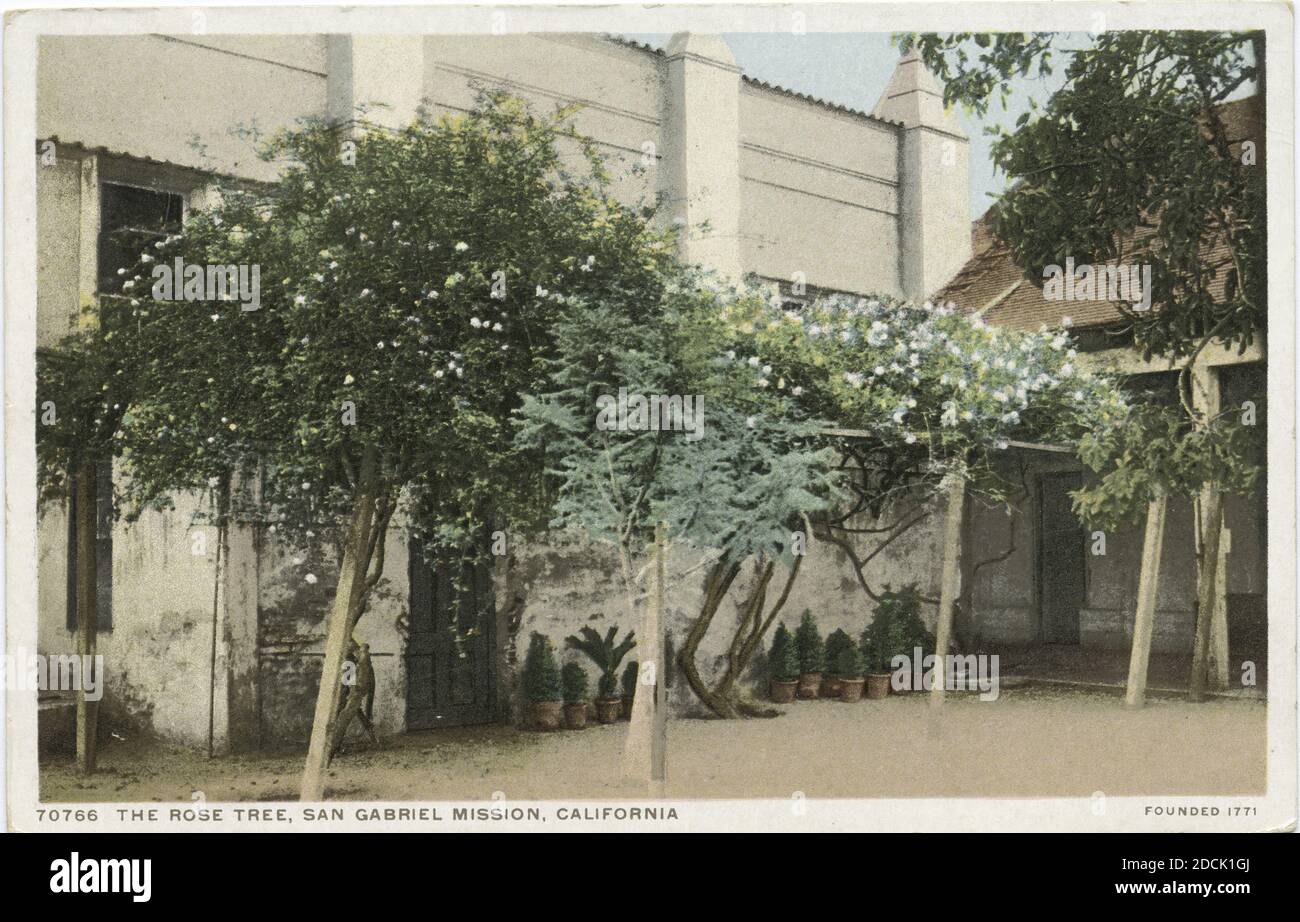 Kalifornien stieg -Fotos und -Bildmaterial in hoher Auflösung – Alamy