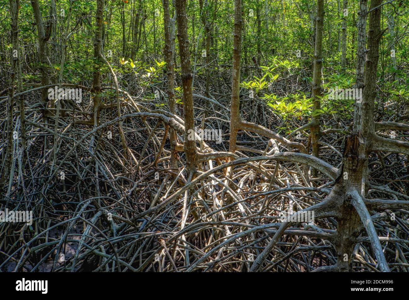 Pranburi forest park -Fotos und -Bildmaterial in hoher Auflösung – Alamy