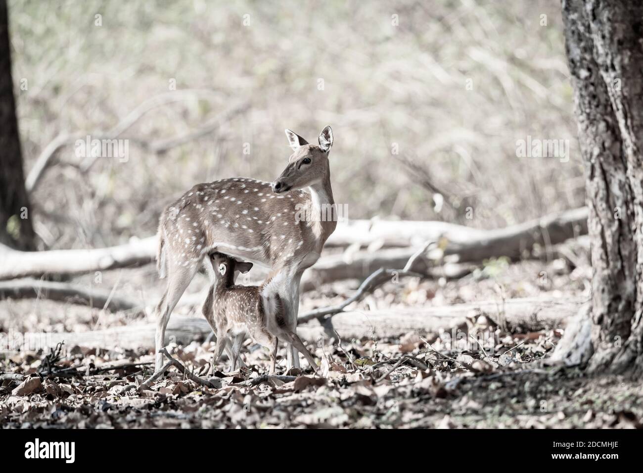 Baby Chital Stockfotos und -bilder Kaufen - Alamy