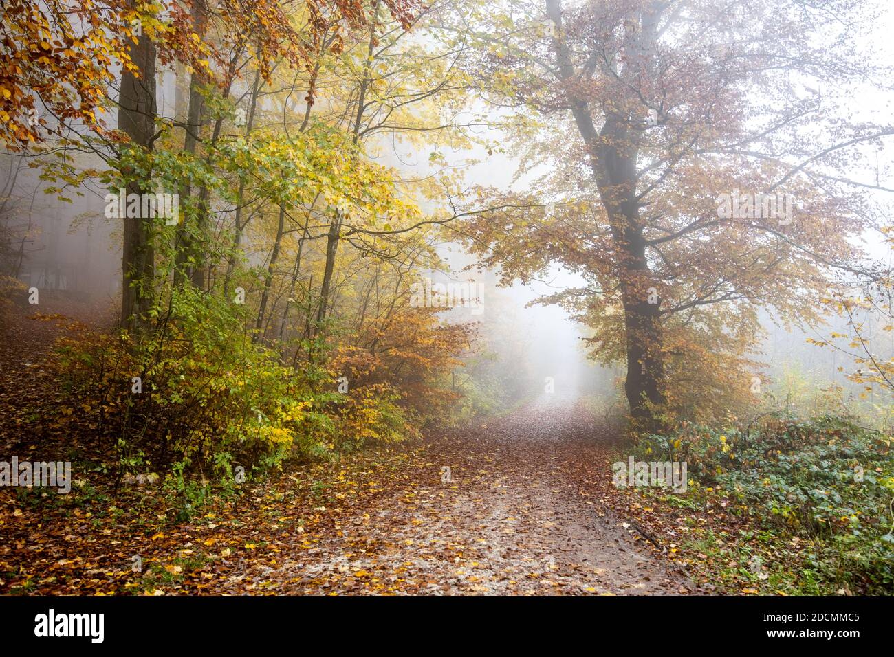 1. November 2020, Oberursel (Hessen): Der Herbstwald im Heidetranktal ...