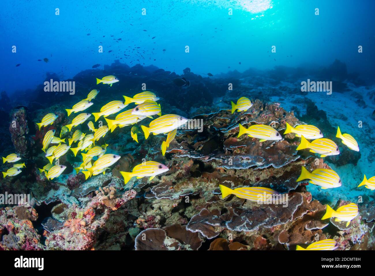 Tiefsee Fische Stockfotos und -bilder Kaufen - Alamy