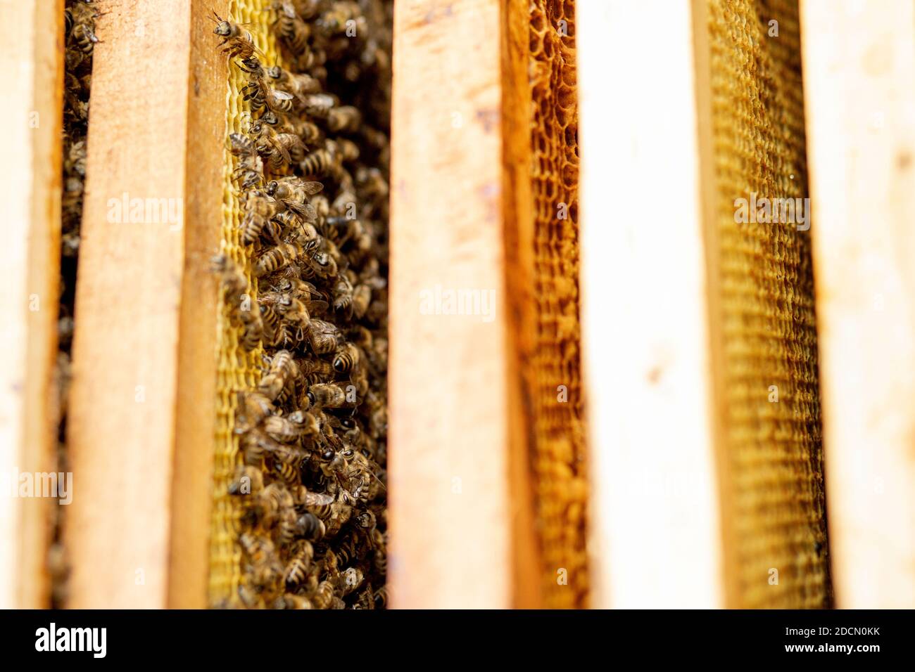 Bienenstöcke in der Pflege von Bienen mit Waben und Honigbienen. Imker ...