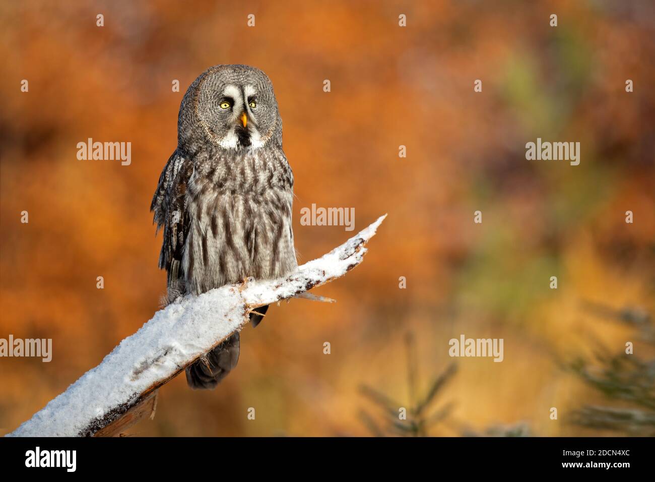 Eule wald -Fotos und -Bildmaterial in hoher Auflösung – Alamy