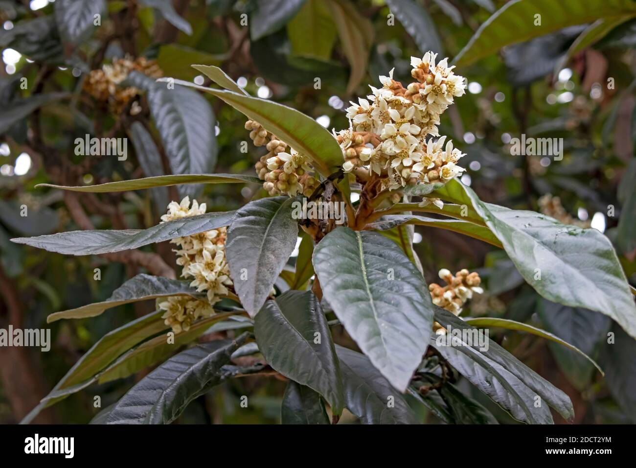Mispel Baum Stockfotos und -bilder Kaufen - Alamy