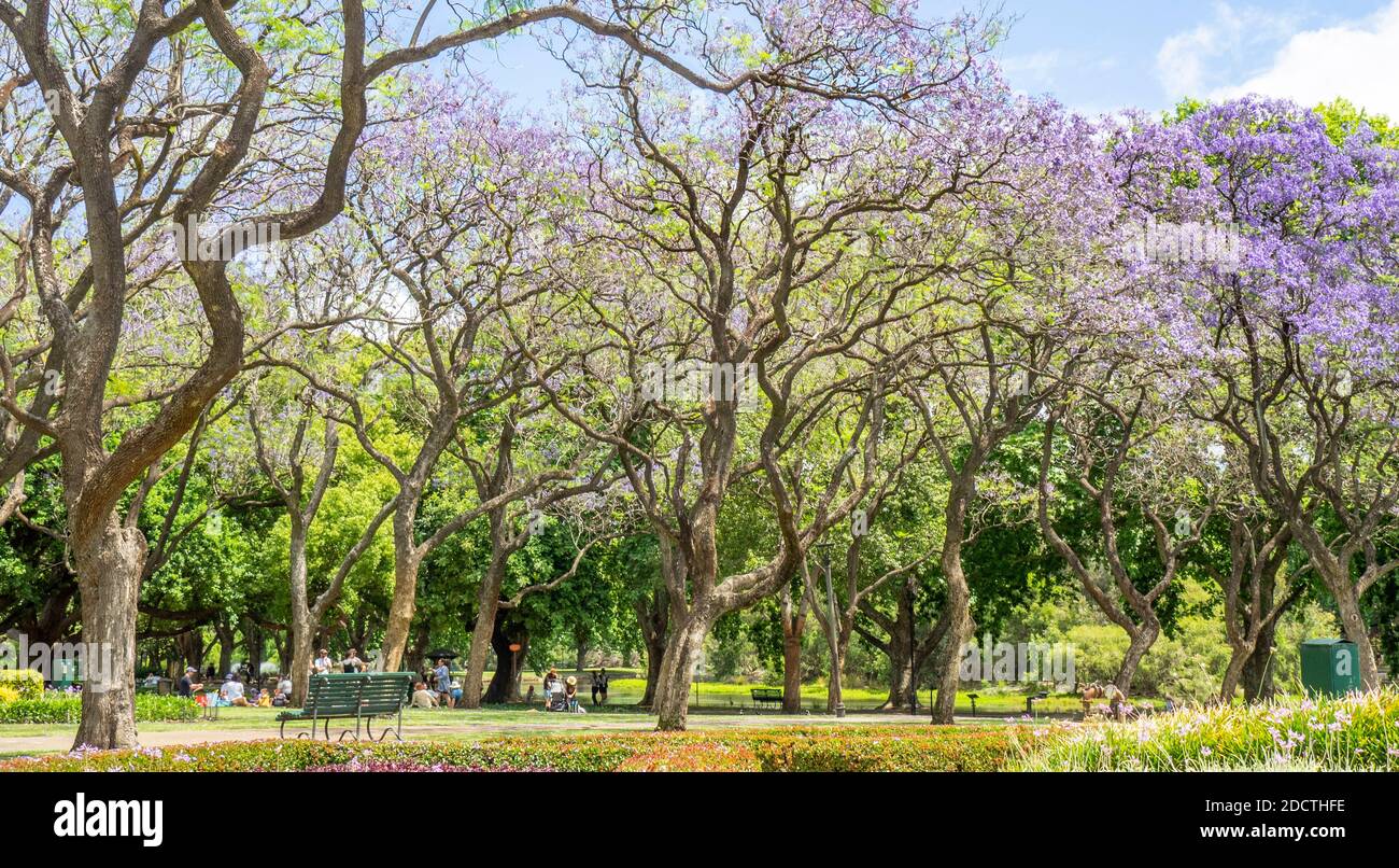 Leute, die unter blühenden Jacaranda Bäumen in voller Blüte im Hyde ...