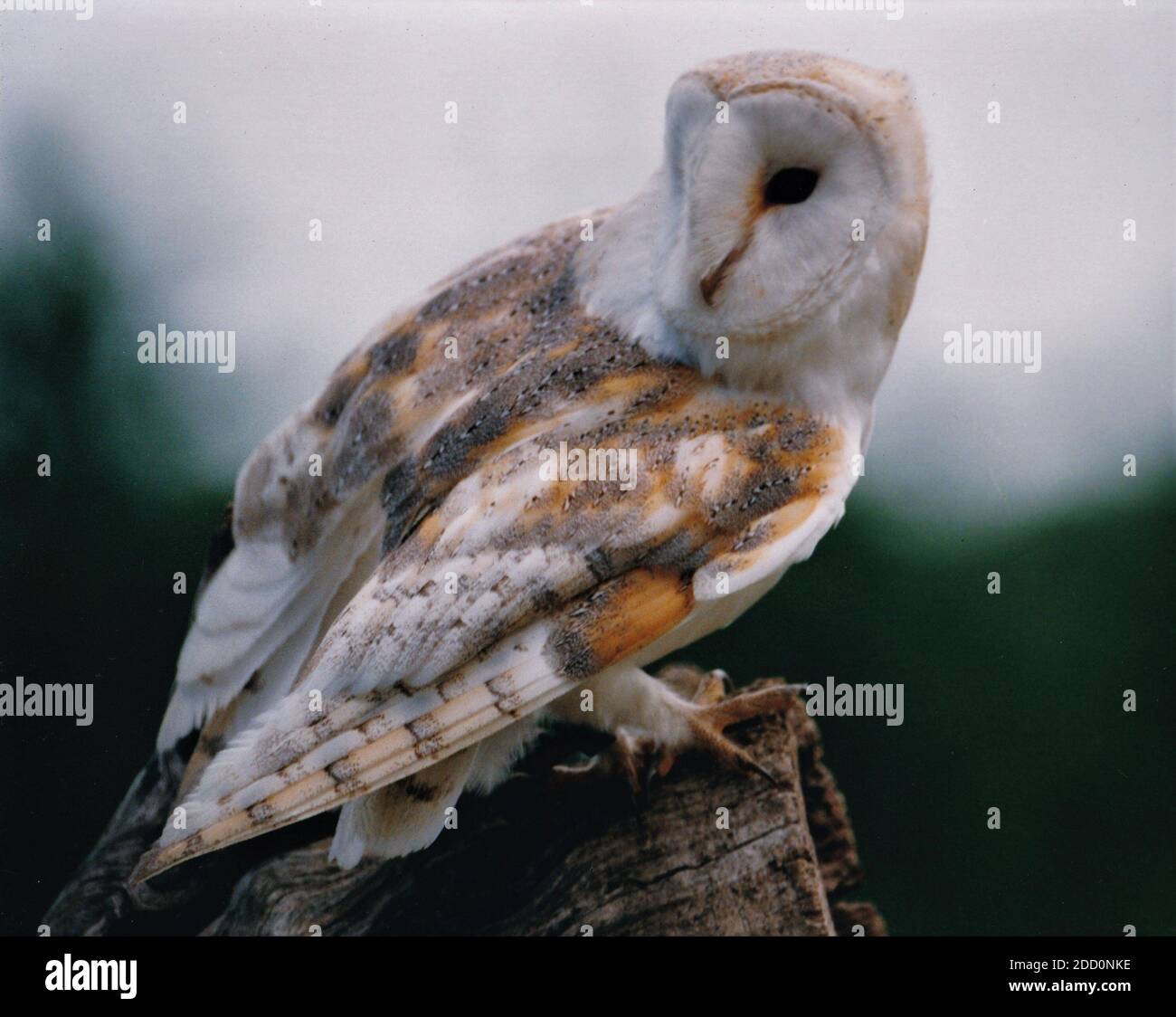 Britische eulen -Fotos und -Bildmaterial in hoher Auflösung – Alamy