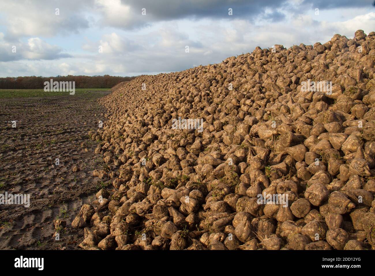 Sugar beet growing in field -Fotos und -Bildmaterial in hoher Auflösung ...