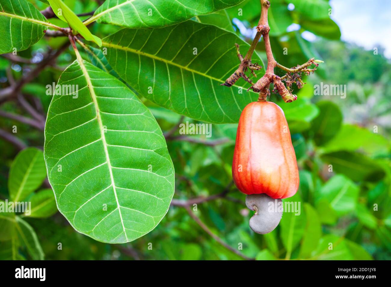 Cashew apfelbaum bauernhof -Fotos und -Bildmaterial in hoher Auflösung ...