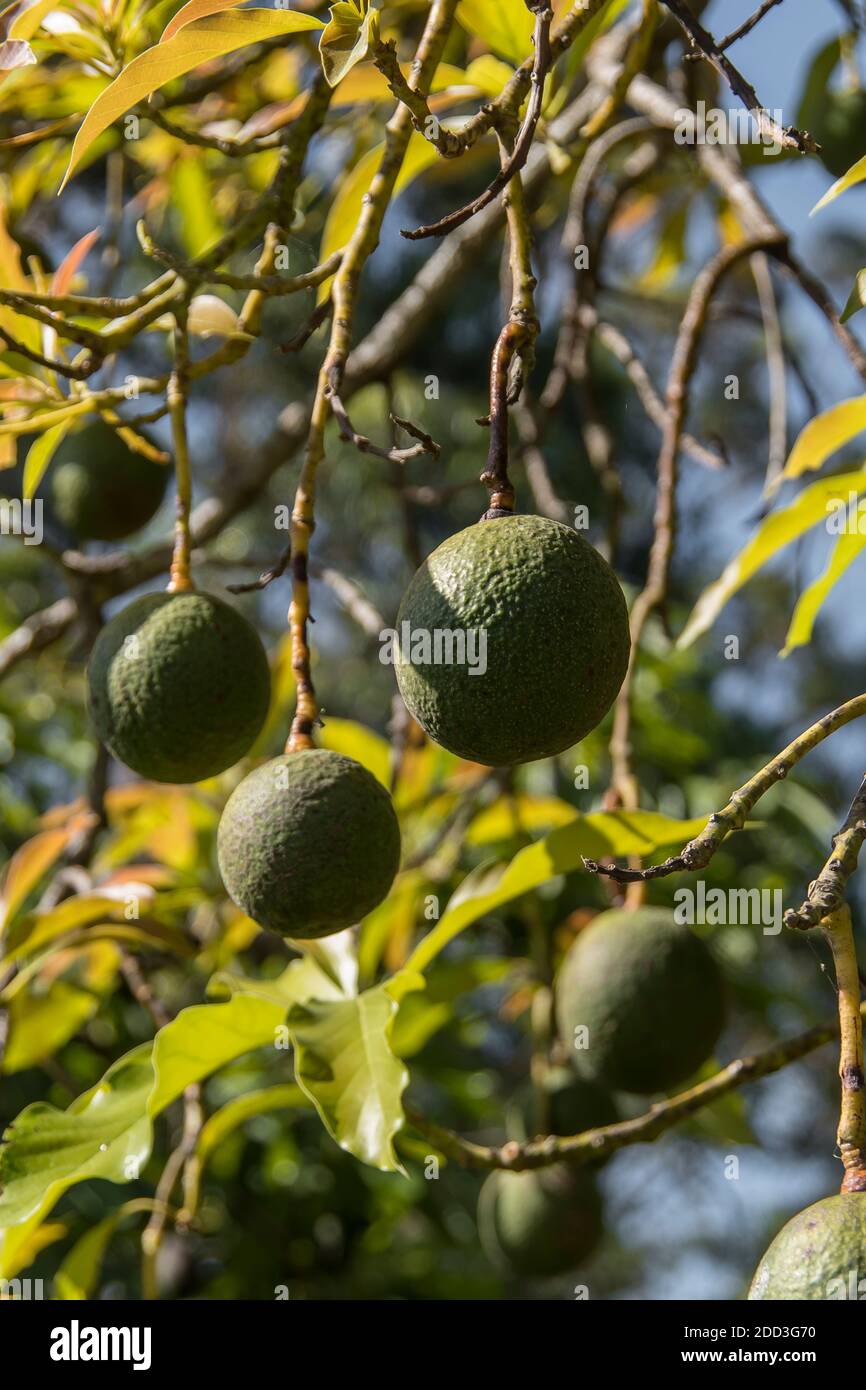 Avocados reif auf dem baum -Fotos und -Bildmaterial in hoher Auflösung ...