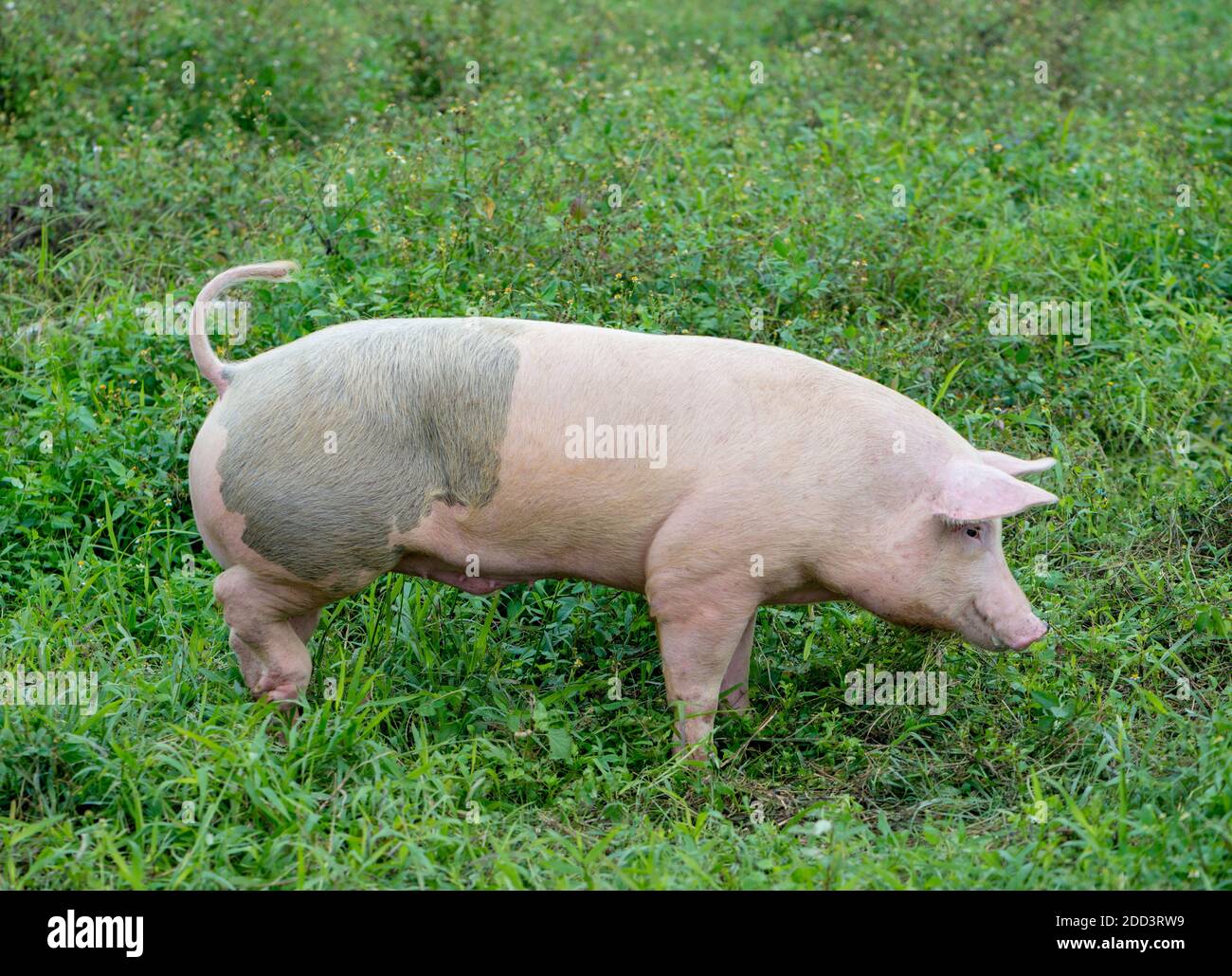 Schweine bilder -Fotos und -Bildmaterial in hoher Auflösung – Alamy