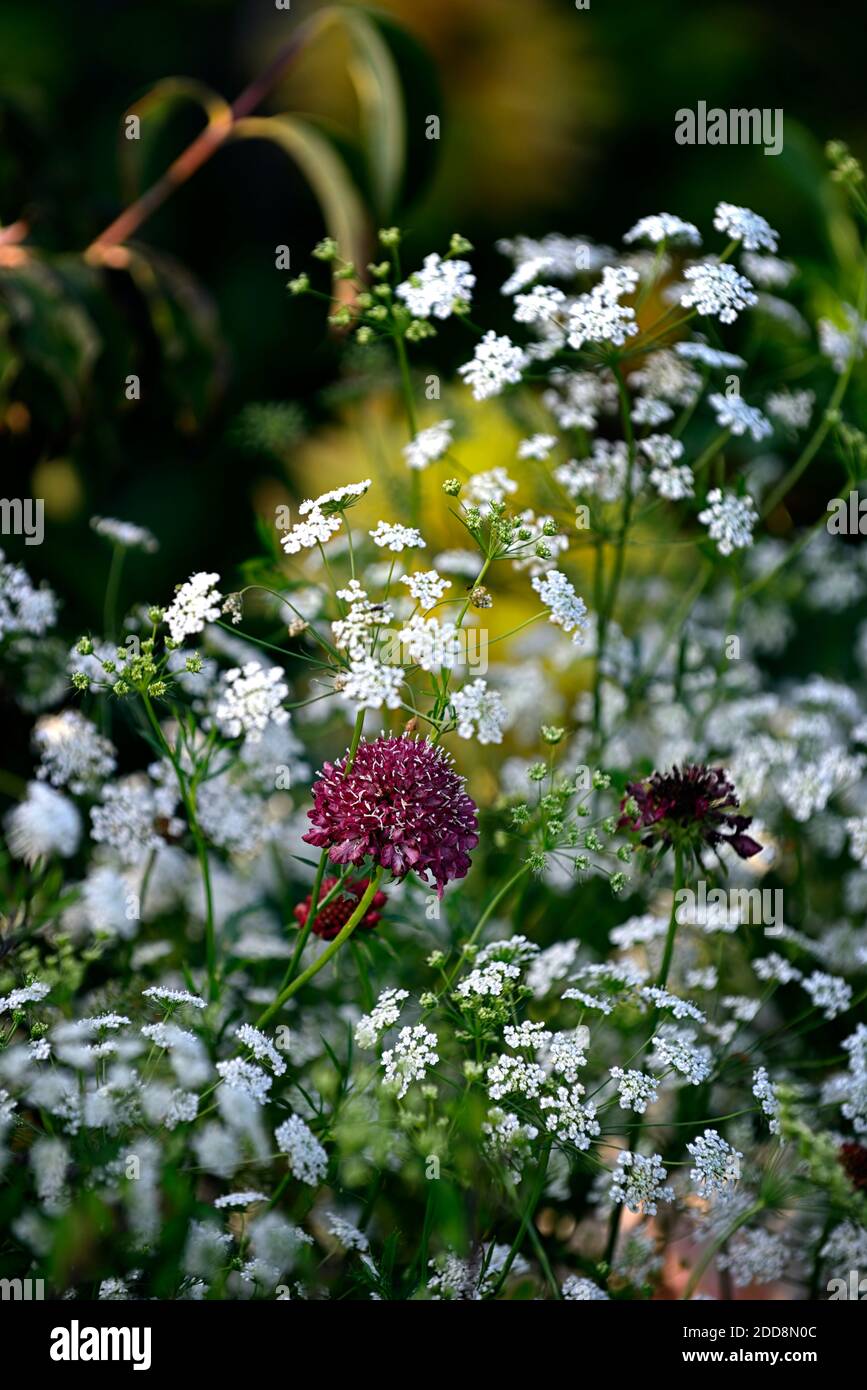 Scabiosa atropurpurea Schwarzer Ritter, scheußliche, lila weiße Blumen ...