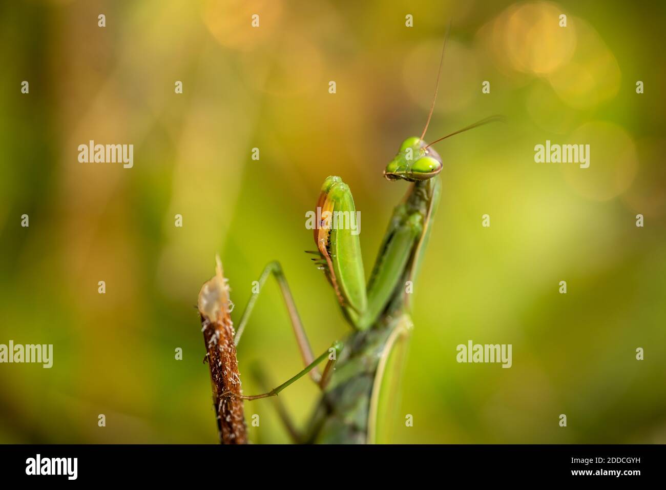 Praying mantis wings -Fotos und -Bildmaterial in hoher Auflösung ...