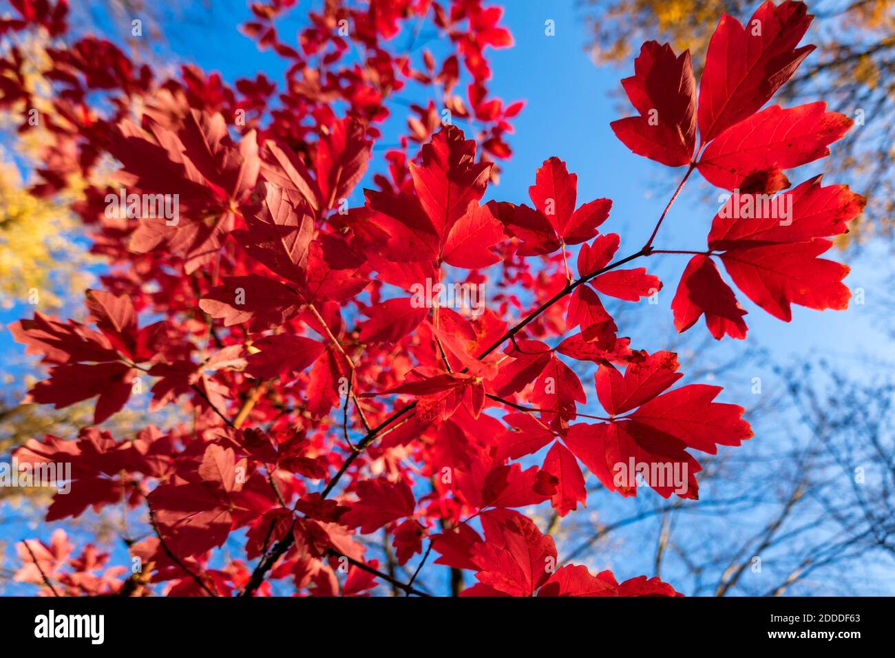 Spannende Strauch Rote Blãtter Im Herbst Fotos