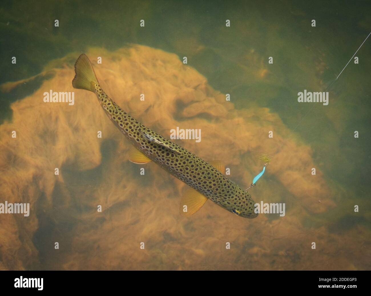 Heimische forelle -Fotos und -Bildmaterial in hoher Auflösung – Alamy