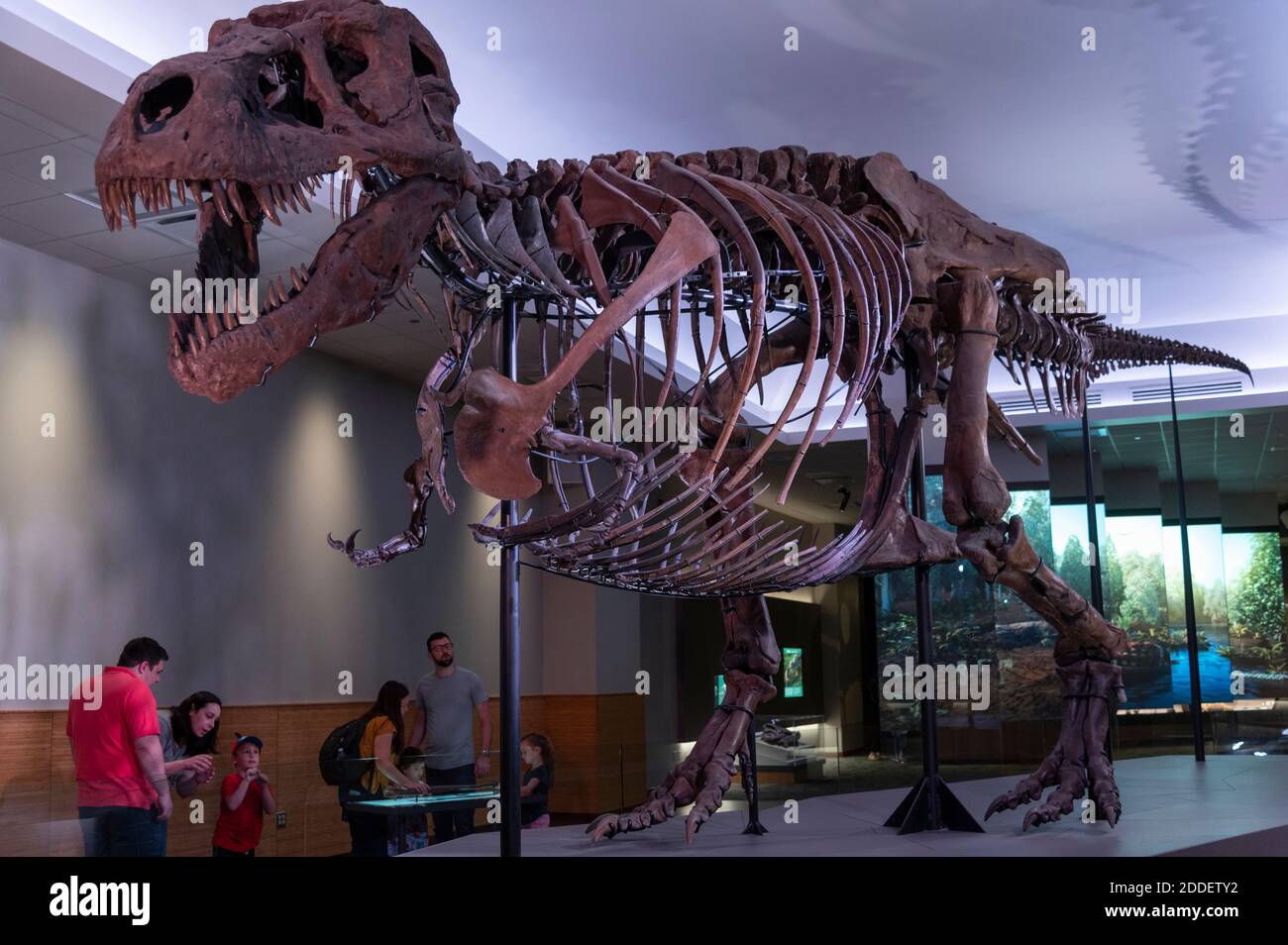 Sue den Tyrannosaurus Rex Dinosaurier im Field Museum in Chicago ...