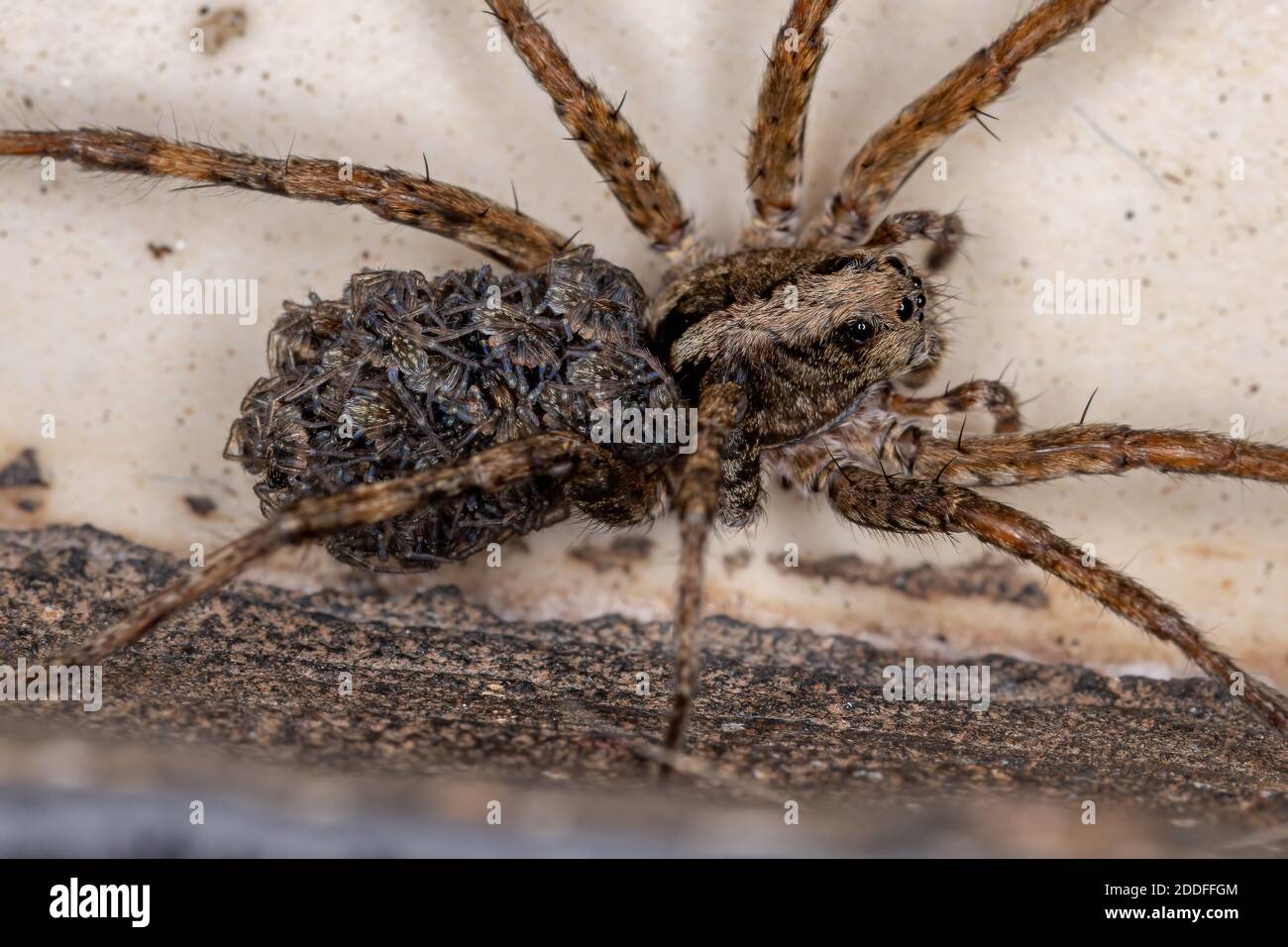 Wolfsspinne der Familie Lycosidae trägt die Jungen hinein Bauch ...