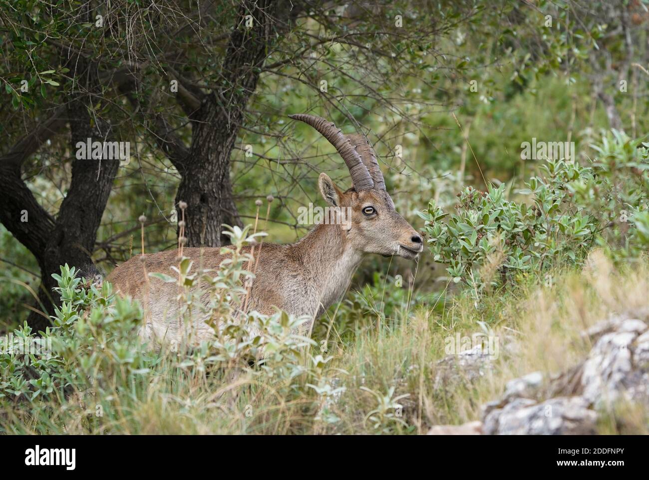 Iberischer steinbock cabra montes -Fotos und -Bildmaterial in hoher ...