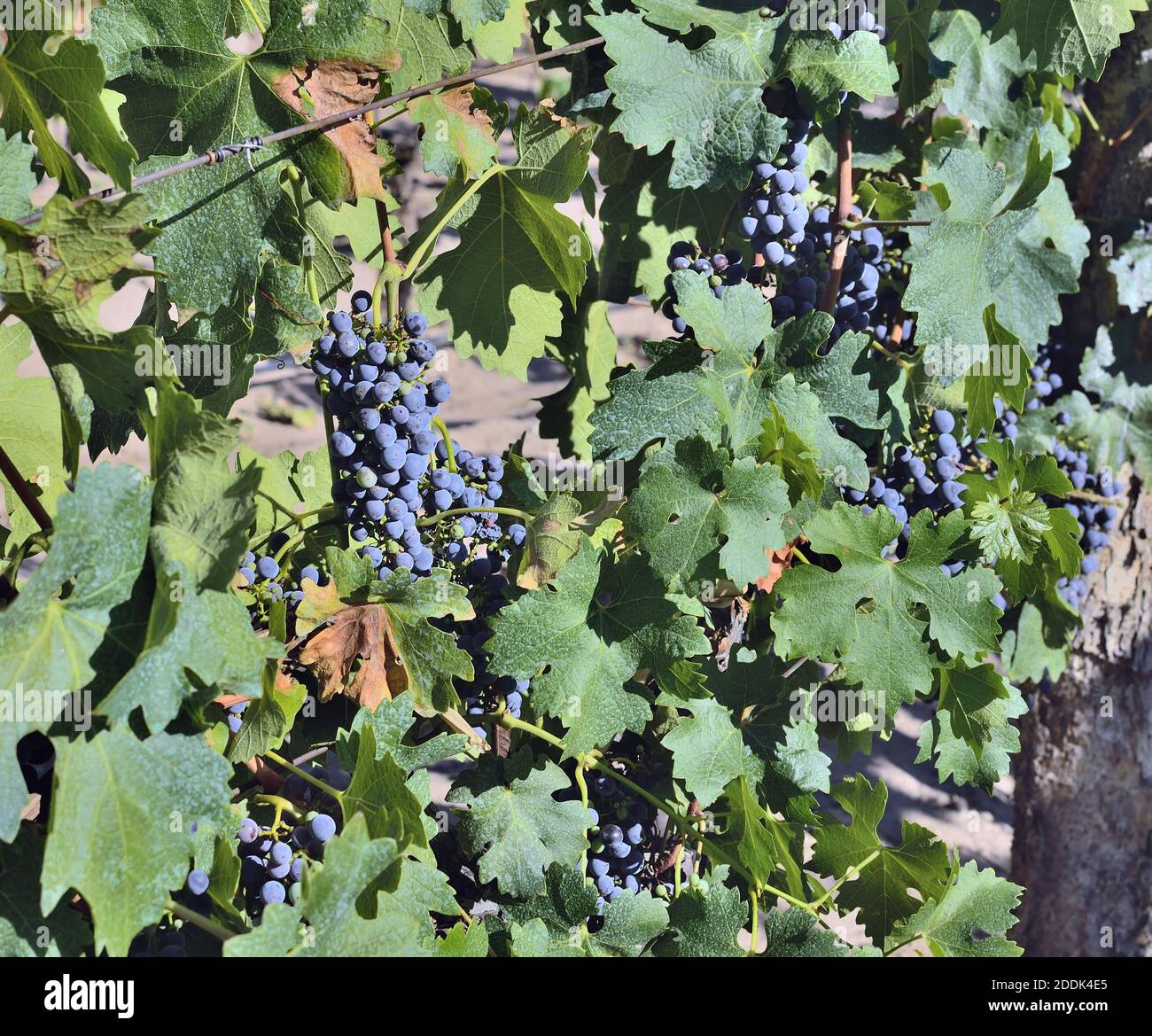 Malbec grapes -Fotos und -Bildmaterial in hoher Auflösung – Alamy