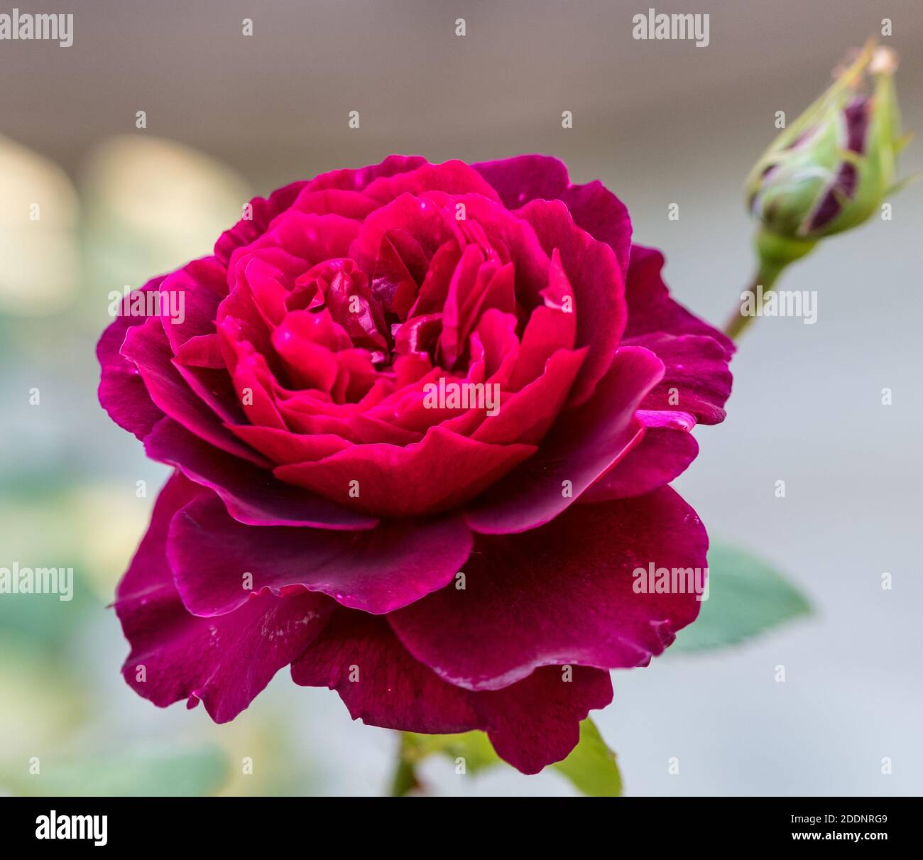 Rosa auscrim rose -Fotos und -Bildmaterial in hoher Auflösung – Alamy