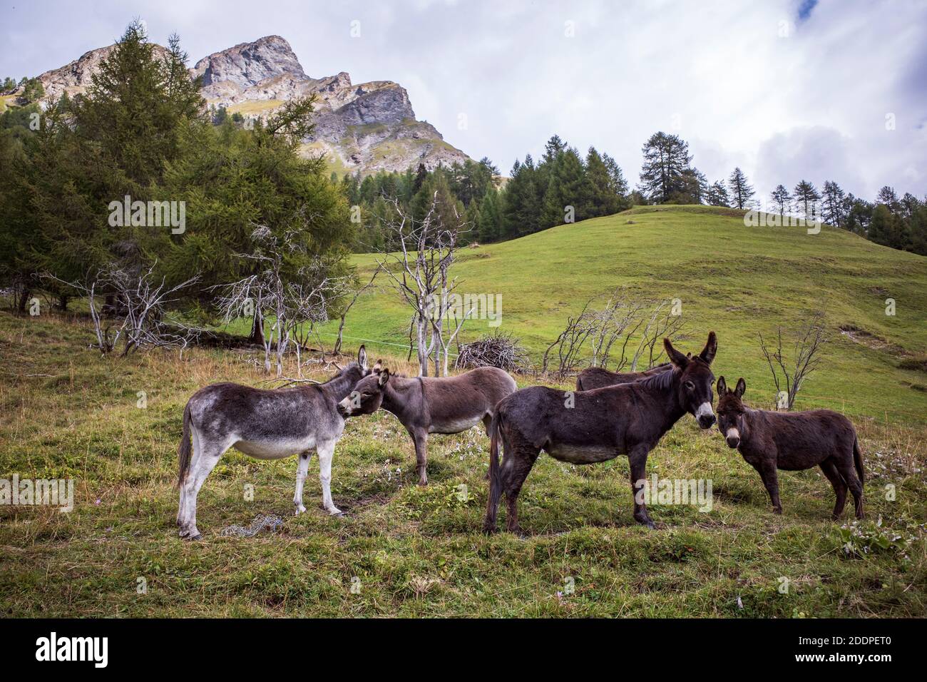Esel alarm -Fotos und -Bildmaterial in hoher Auflösung – Alamy