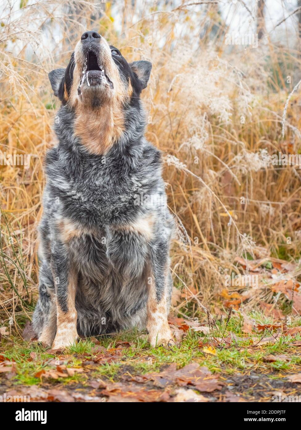 Alarmierter grauer hund -Fotos und -Bildmaterial in hoher Auflösung – Alamy