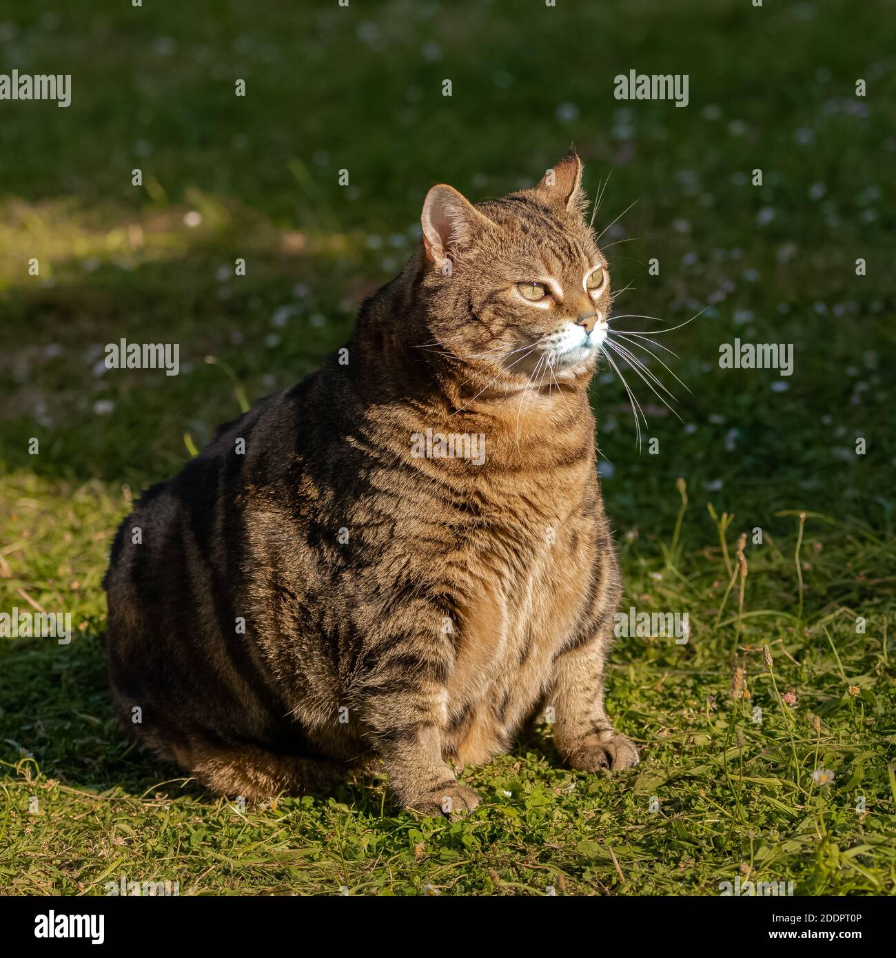 Fette katze -Fotos und -Bildmaterial in hoher Auflösung – Alamy