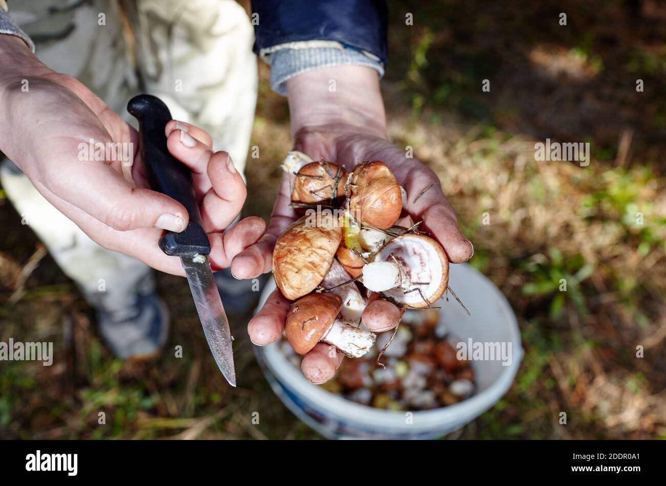 Sammeln von Wildpilzen im Herbstwald. Pilze sammeln und die Gourmet ...