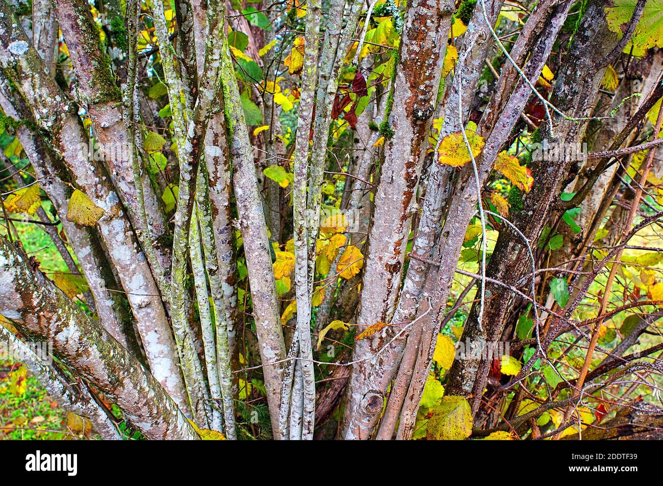 Baumstämme im Detail. Der Querschnitt eines California Hazel (Corylus C ...