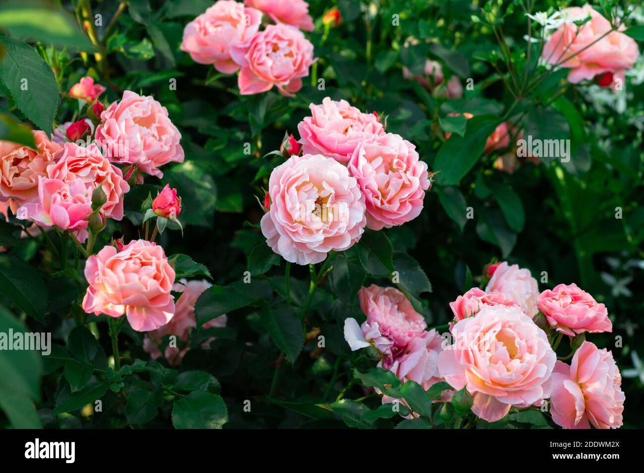Rosa Marie Curie Stockfotos und -bilder Kaufen - Alamy