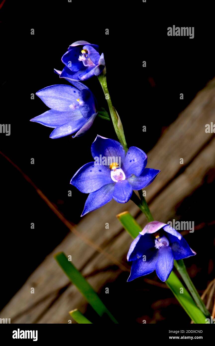 Sun orchids australia -Fotos und -Bildmaterial in hoher Auflösung – Alamy