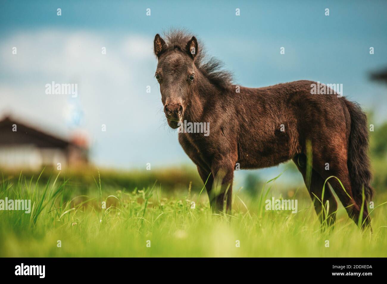 Mini shetty shetland pony -Fotos und -Bildmaterial in hoher Auflösung ...