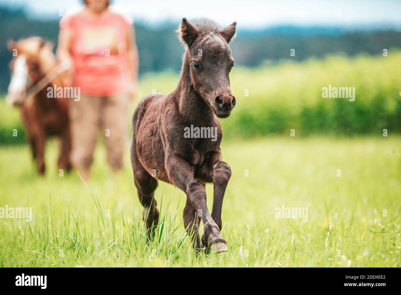 Mini shetland pony -Fotos und -Bildmaterial in hoher Auflösung - Seite ...