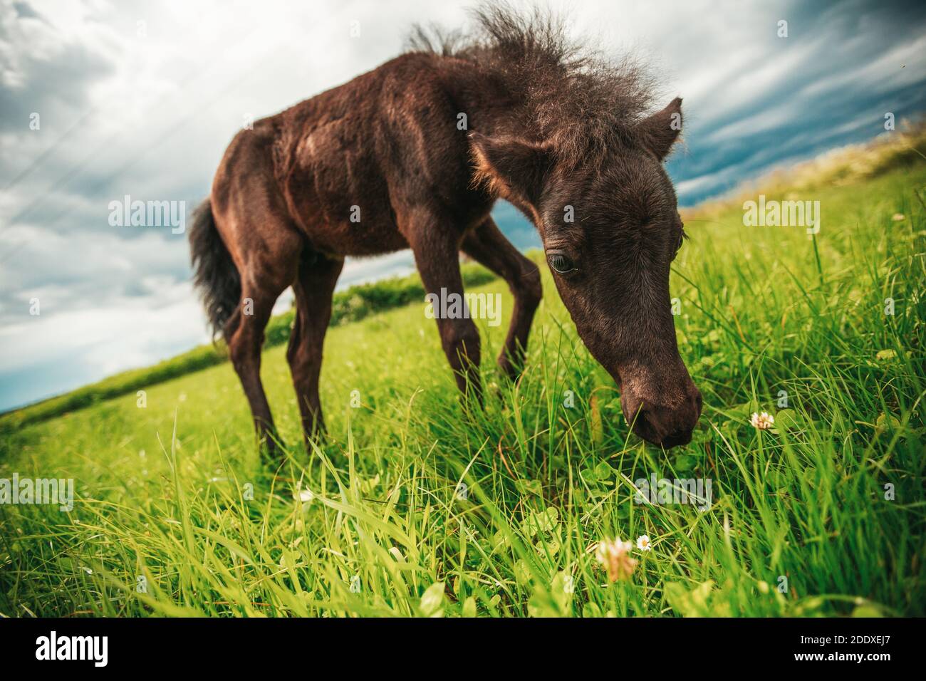 Mini shetland pony brauner -Fotos und -Bildmaterial in hoher Auflösung ...