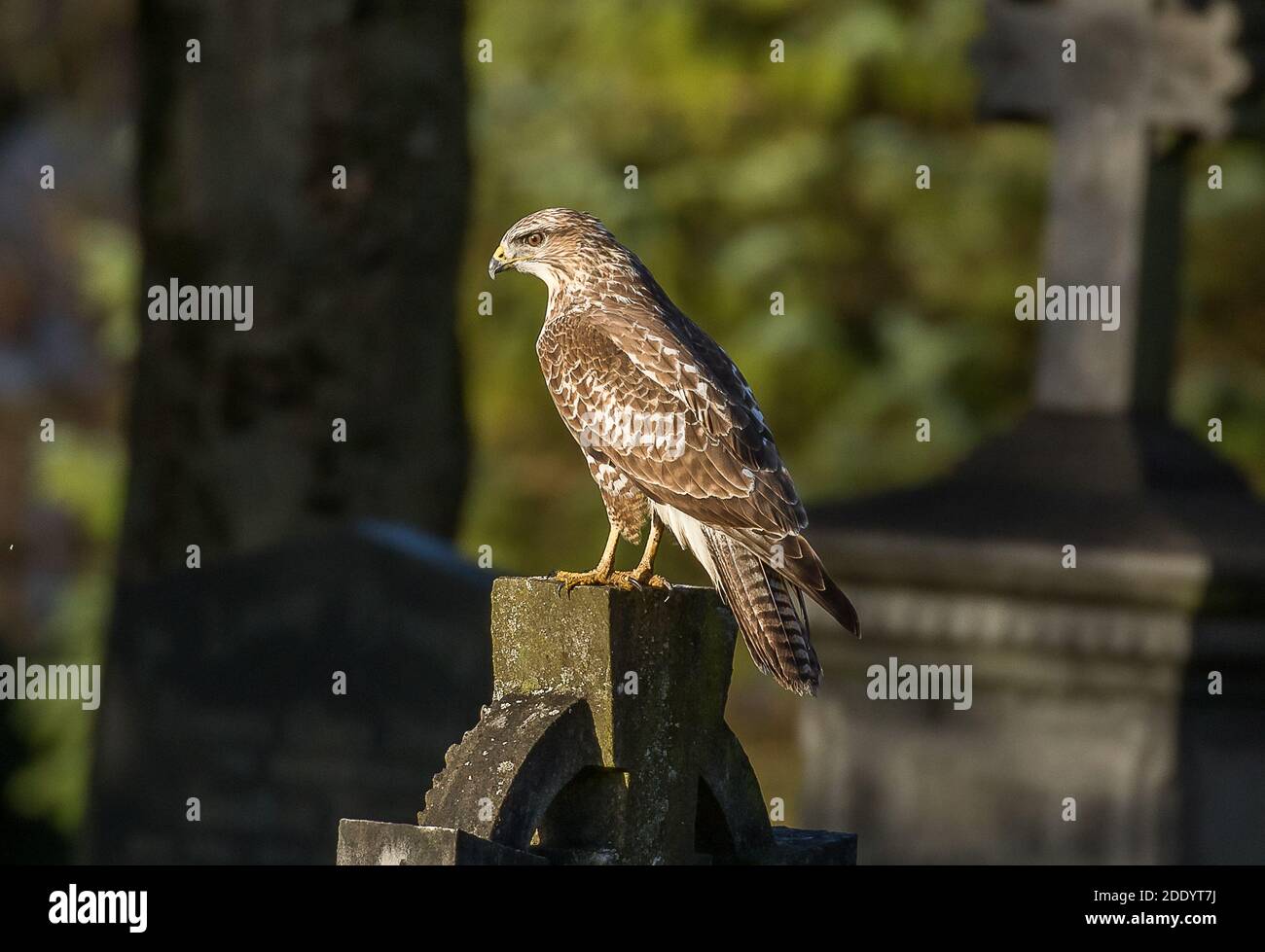 Bussard auf grabstein -Fotos und -Bildmaterial in hoher Auflösung – Alamy