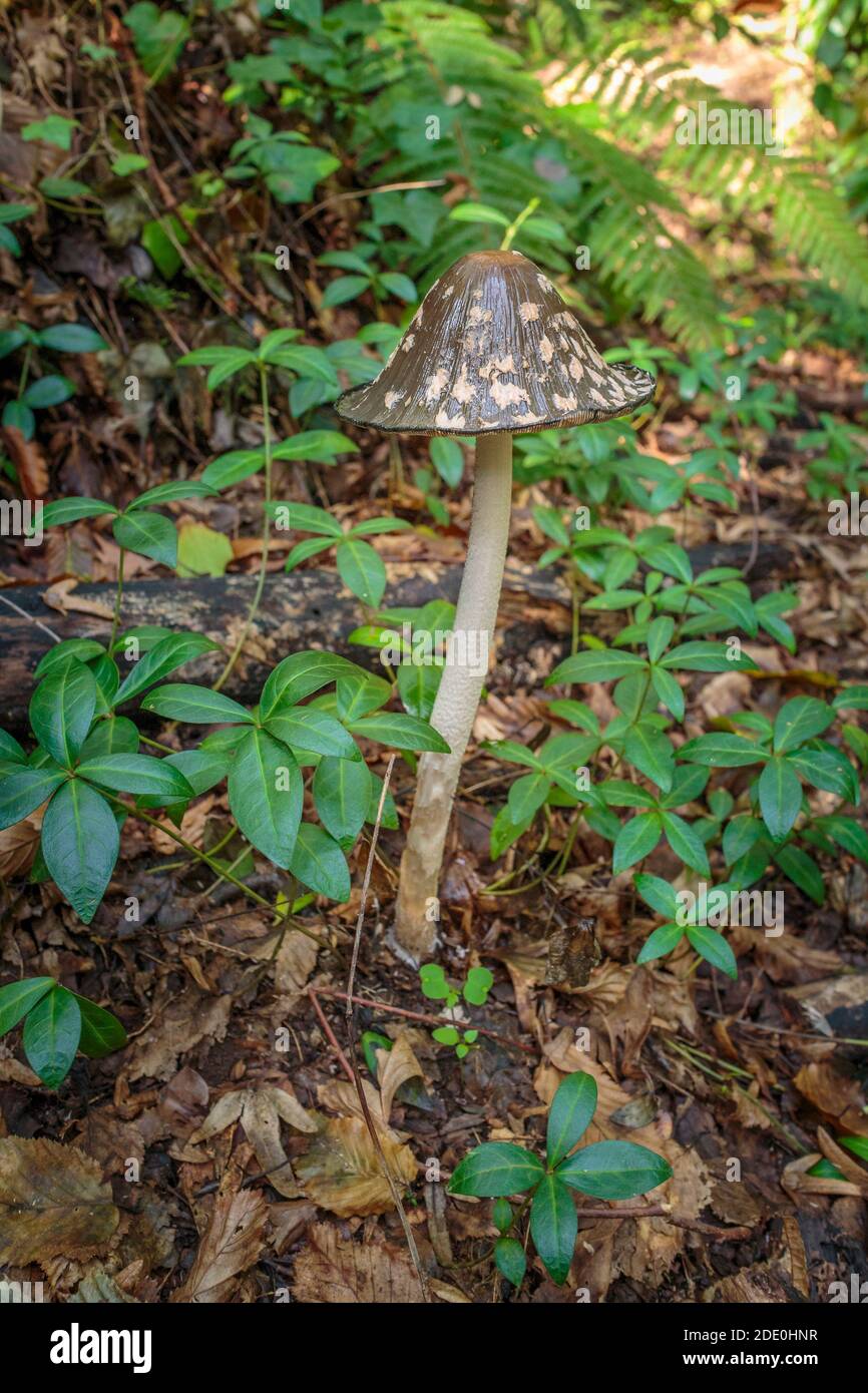 Coprinus fungi -Fotos und -Bildmaterial in hoher Auflösung – Alamy