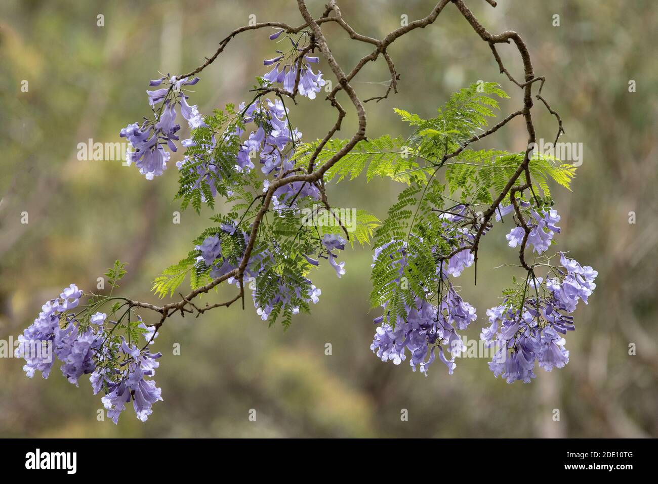 Lila jacarandabaum -Fotos und -Bildmaterial in hoher Auflösung – Alamy