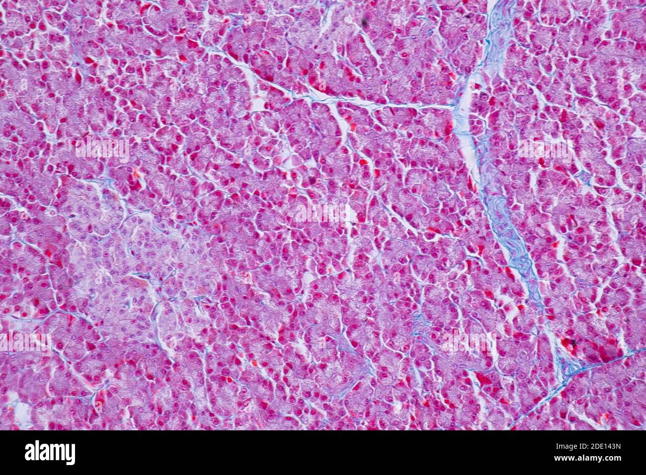 Histologie leber -Fotos und -Bildmaterial in hoher Auflösung – Alamy