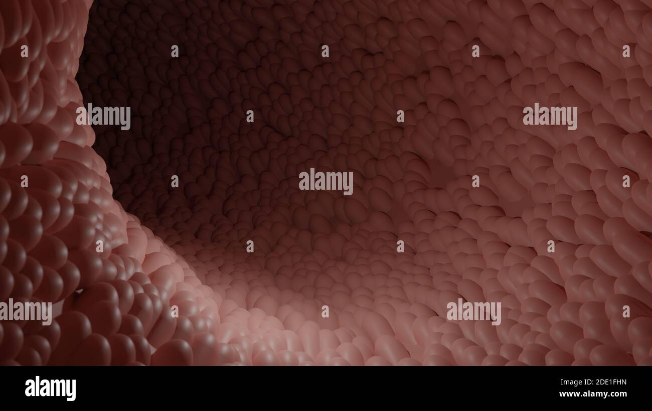 Zotten des menschlichen magens -Fotos und -Bildmaterial in hoher ...