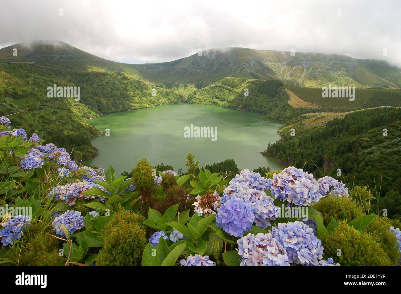 Hortensia azores -Fotos und -Bildmaterial in hoher Auflösung – Alamy