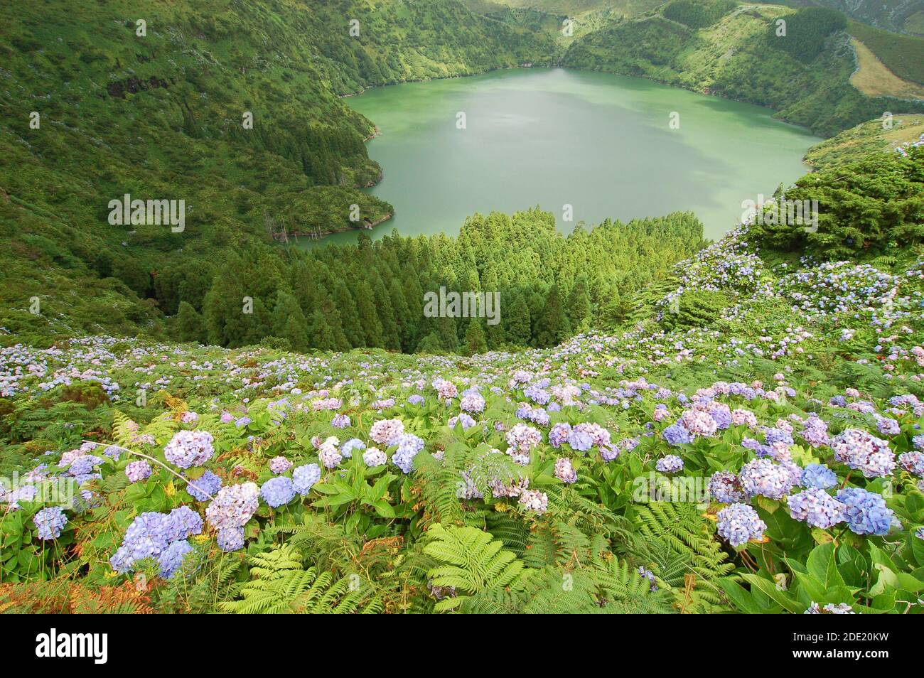 Flores Azores Flowers Stockfotos und -bilder Kaufen - Alamy