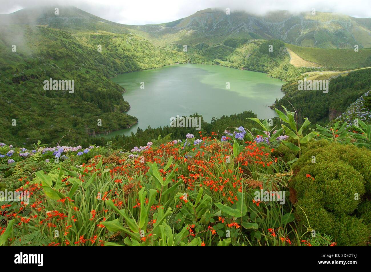 Flora in portugal -Fotos und -Bildmaterial in hoher Auflösung – Alamy